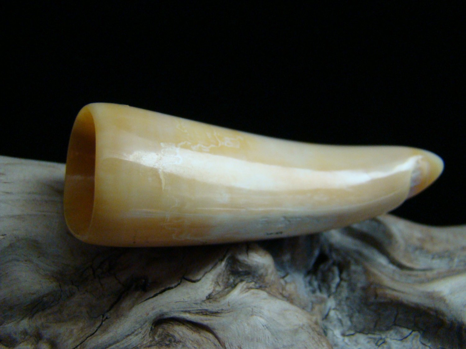 Fossil Killer Whale / Orca Tooth - Antique Scrimshaw Sailing Ship ...