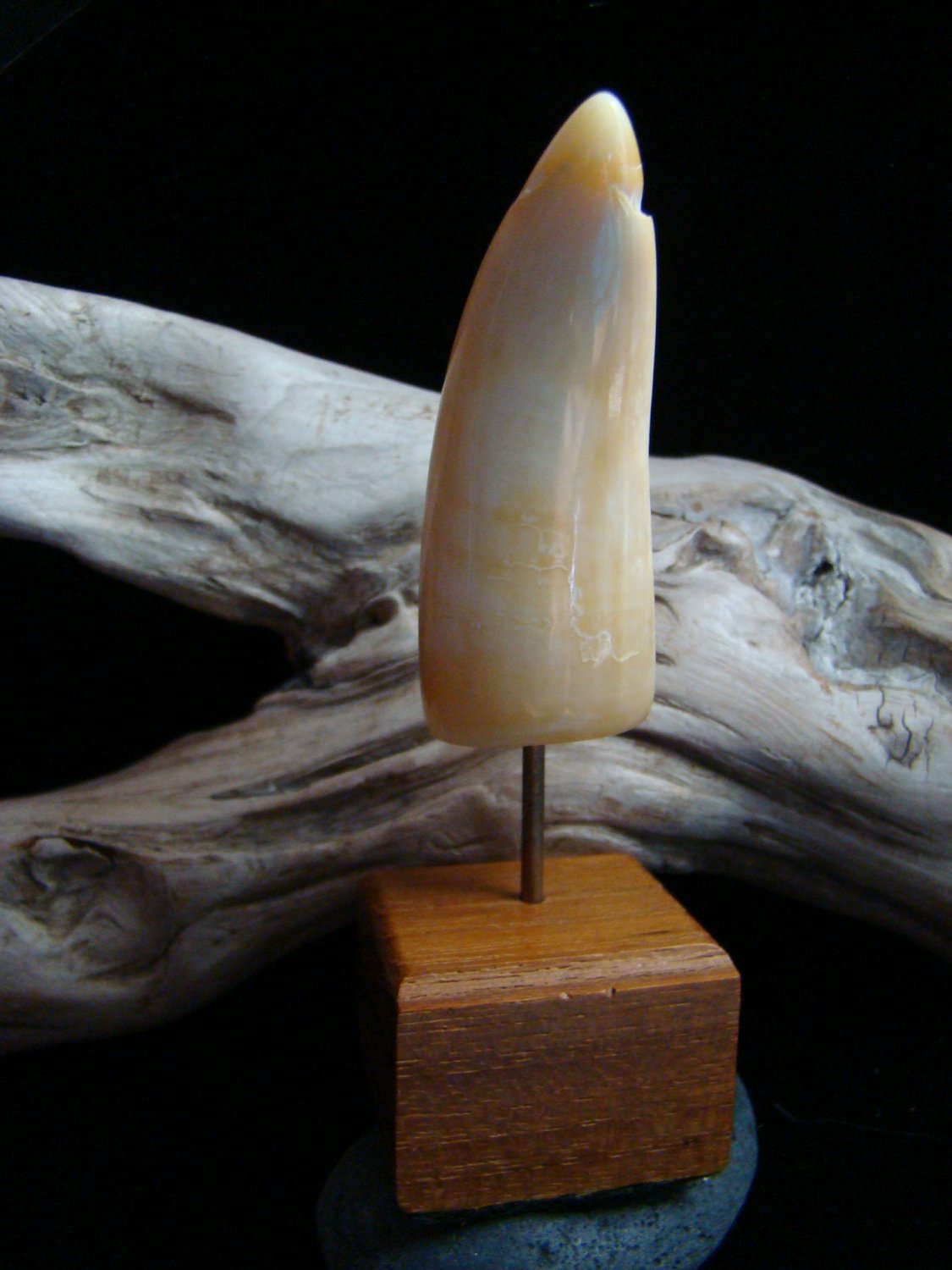 Fossil Killer Whale / Orca Tooth - Antique Scrimshaw Sailing Ship ...